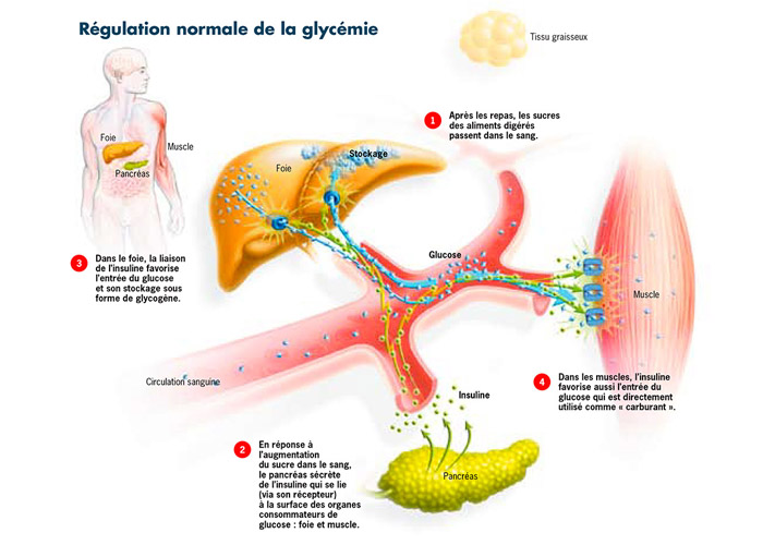 Régulation normale de la glycémie - Paroconseil
